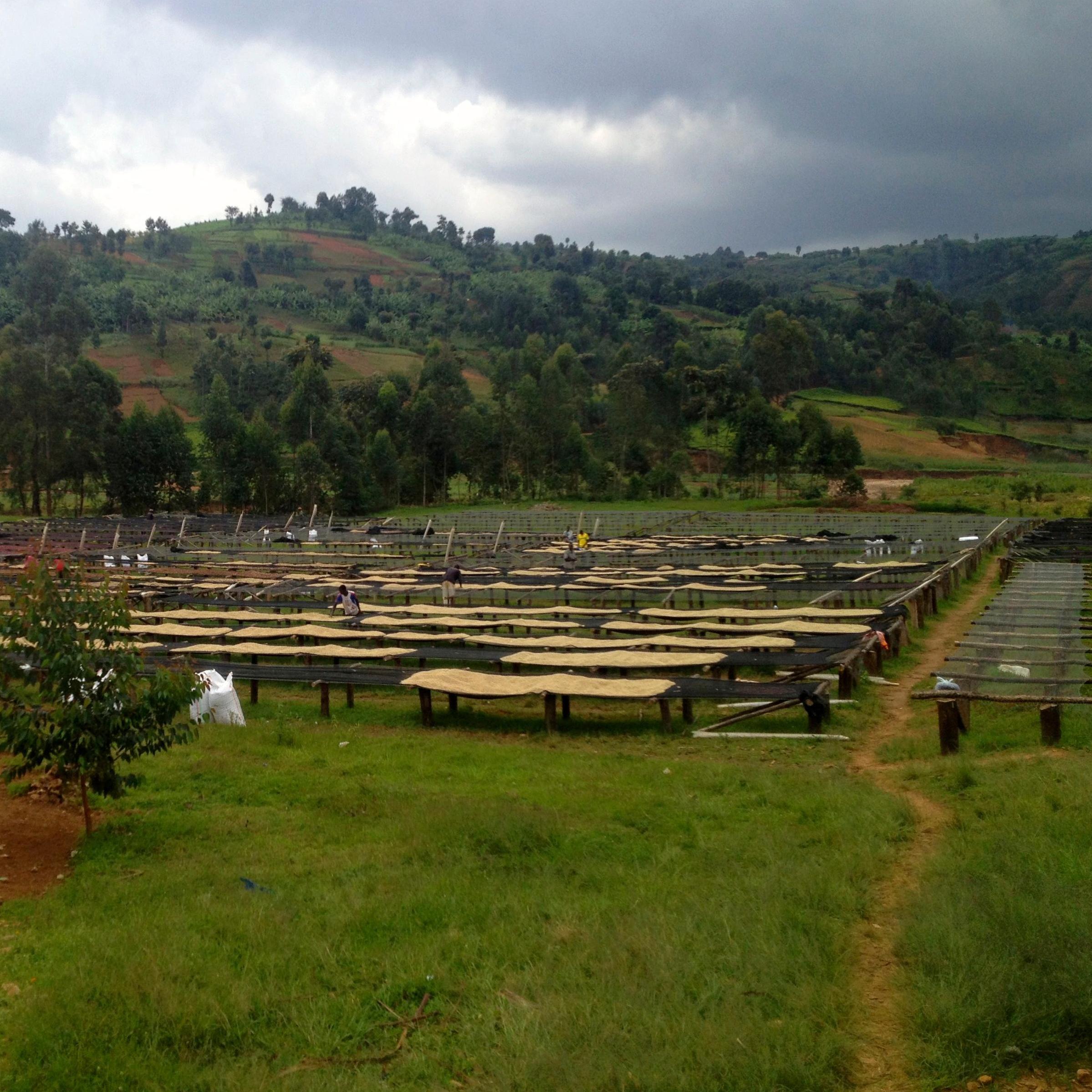 In My Mug Ep. 649: Burundi Kirundo Washed Bourbon – Ozone Coffee