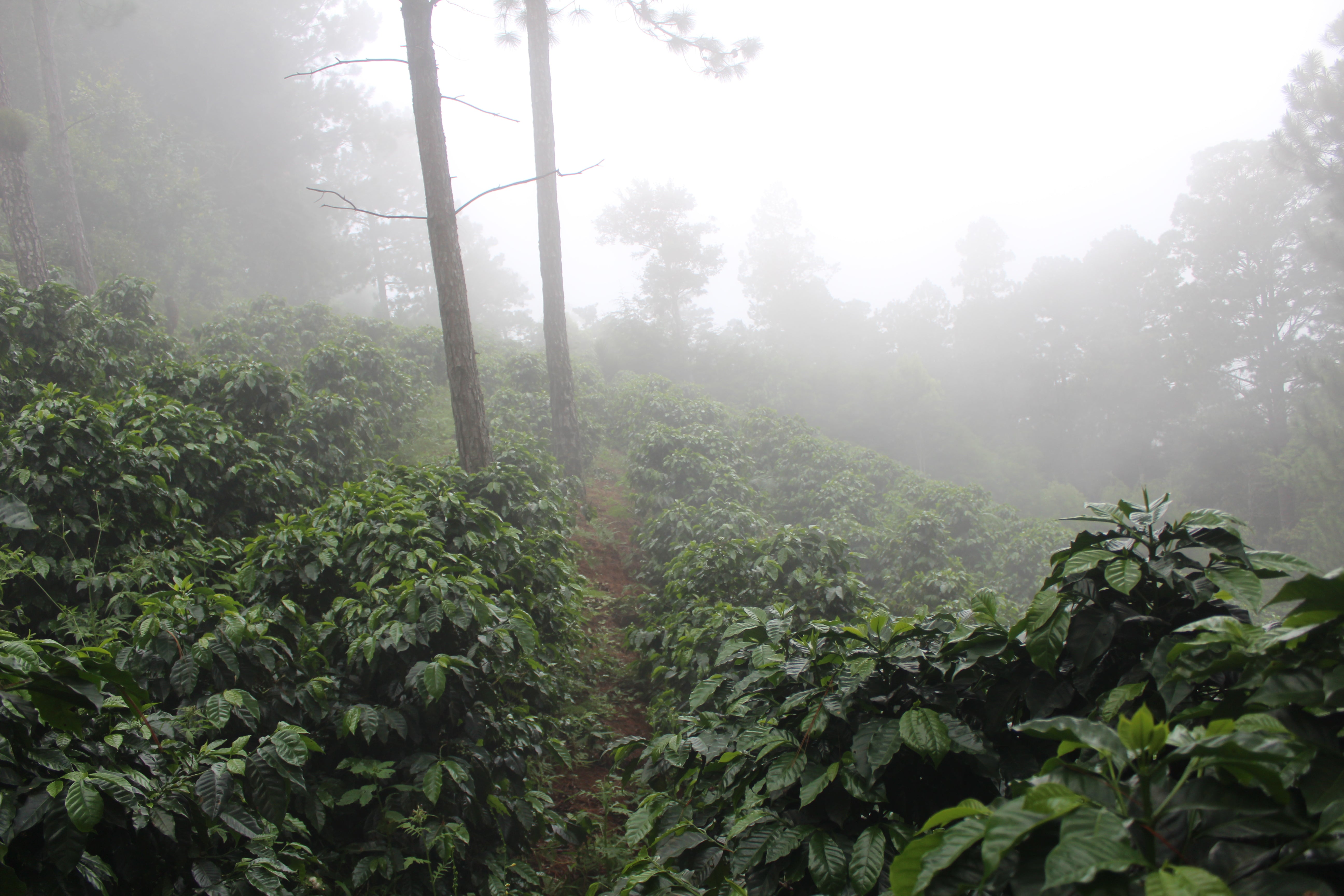 Episode 741 – Ozone Coffee