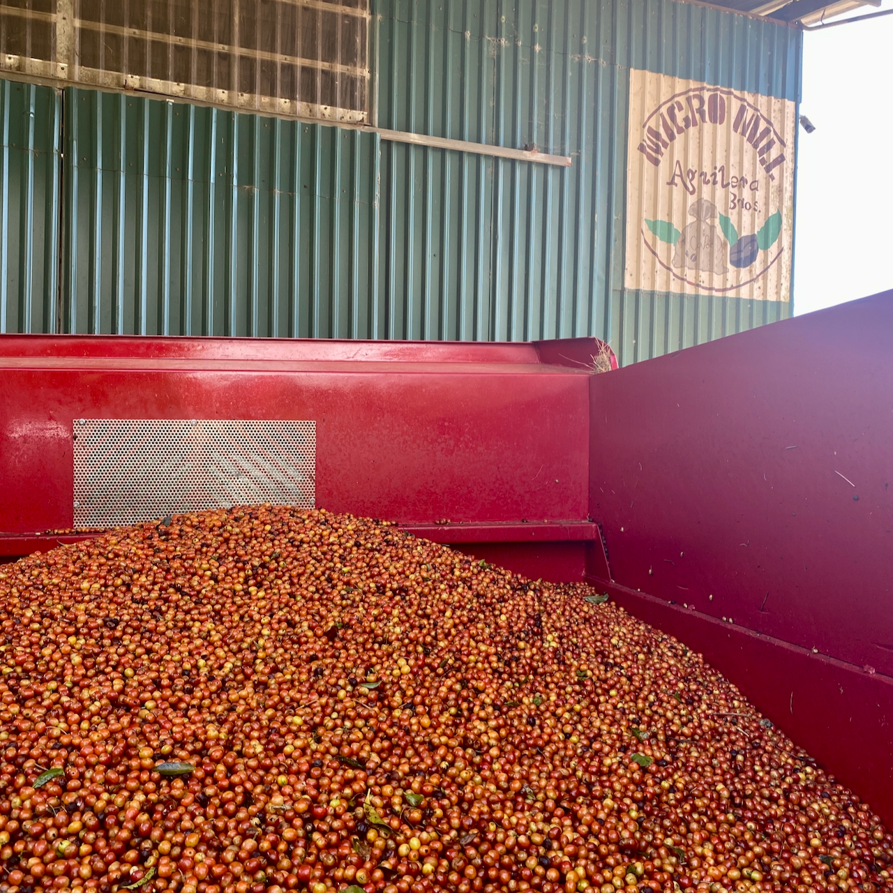 892 - Costa Rica: Finca Licho, Villa Sarchi, Natural – Ozone Coffee