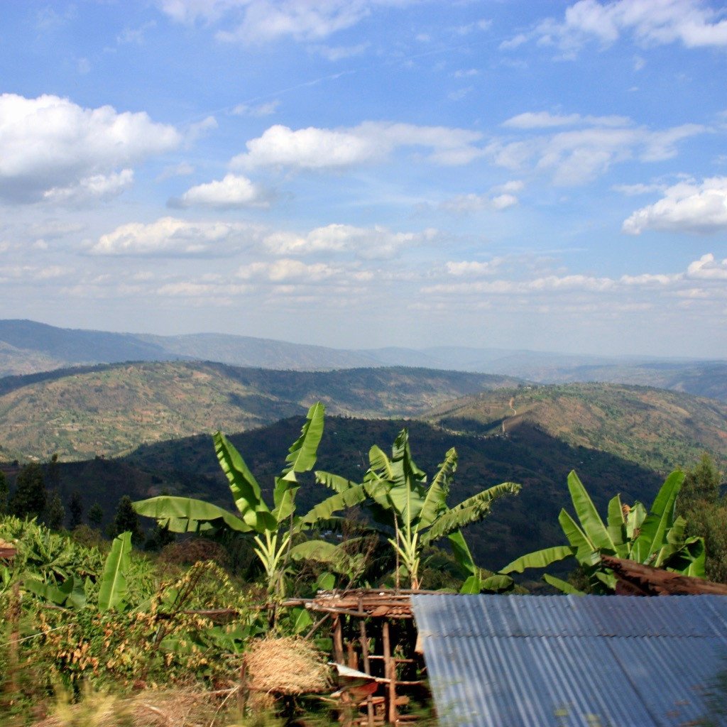 In My Mug Ep. 641: Rwanda Musasa Mbilima Washed Bourbon – Ozone Coffee