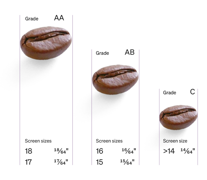 Coffee Bean Grading Explained - Size, Quality & Global Systems – Ozone ...