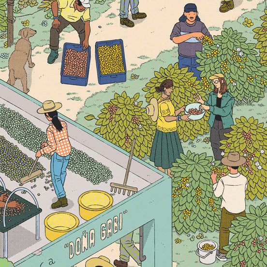 Catimor Coffee Varietal: The Controversial Superhero | Ozone – Ozone ...
