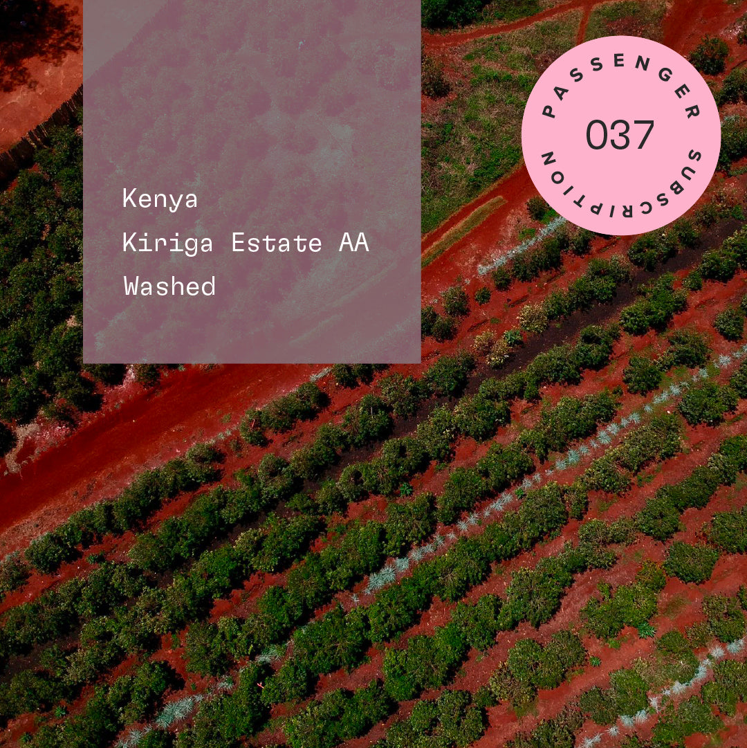 Kenya Kiriga AA – Ozone Coffee