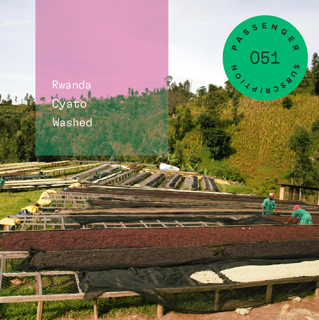 Cyato Washed – Ozone Coffee