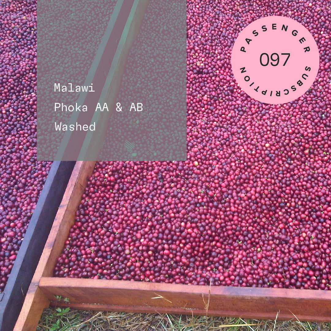 Phoka AA & AB – Ozone Coffee